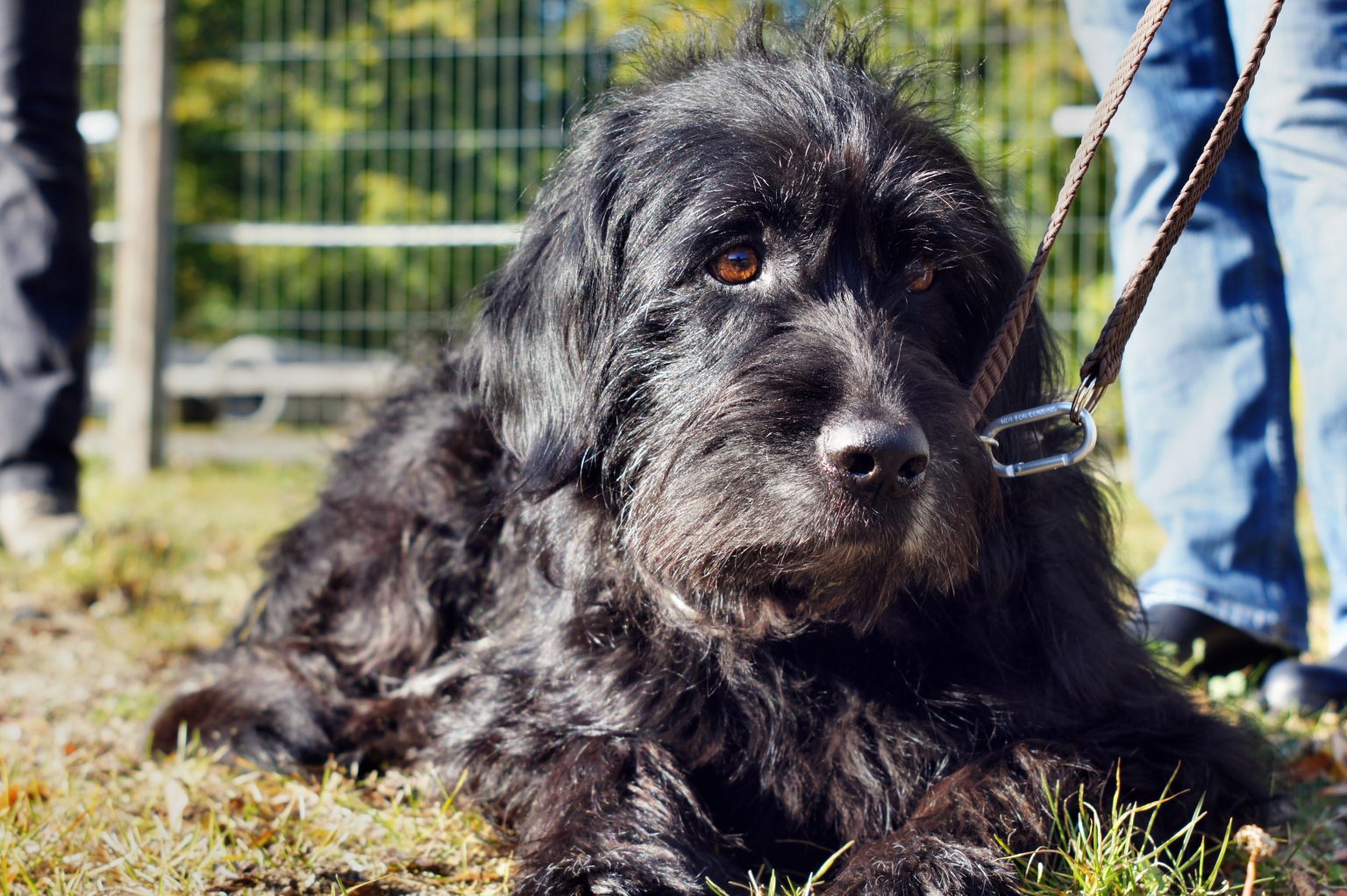 D.O.Q.-Test für Veterinärämter – D.O.Q.-Test 2.0